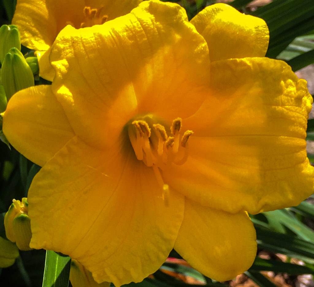 The Flower Ceremony – Unitarian Universalist Fellowship