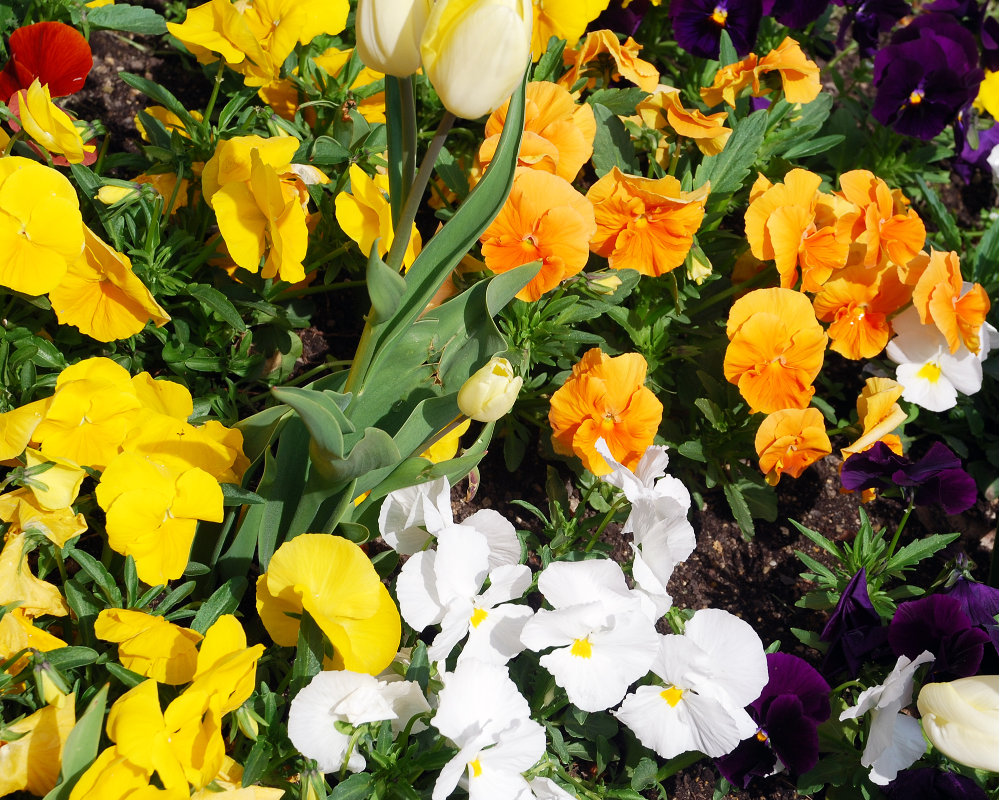 Connie Ussery leads the Flower Ceremony – Unitarian Universalist Fellowship